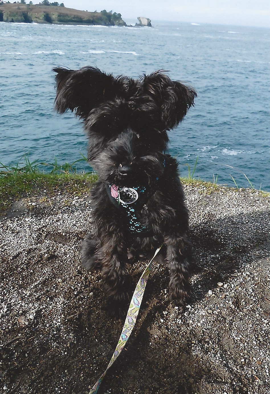 Cheryl Lynne Cook | Whatcom Cremation & Funeral